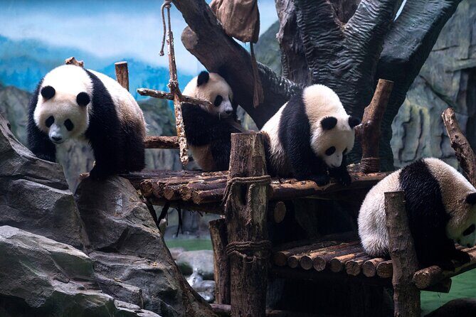 5 Day Natural Panda Paradise Tour in Chengdu - Day 4: Mount Emei’s Majestic Views
