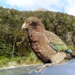 5 Day South Island Tour from Queenstown including Stewart Island - What Travelers Say