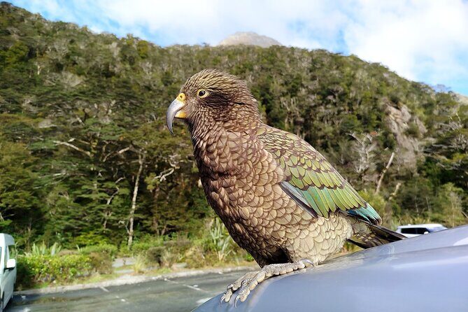 5 Day South Island Tour from Queenstown including Stewart Island - What Travelers Say