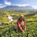 5-Day Sri Lanka Central Highlands Tour - Who Is This Tour Best Suited For?