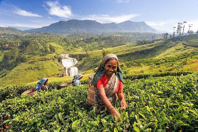 5-Day Sri Lanka Central Highlands Tour - Who Is This Tour Best Suited For?