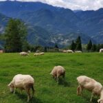 5-day Taiwan Family Fun Private Tour - Authentic Experiences and Practical Details