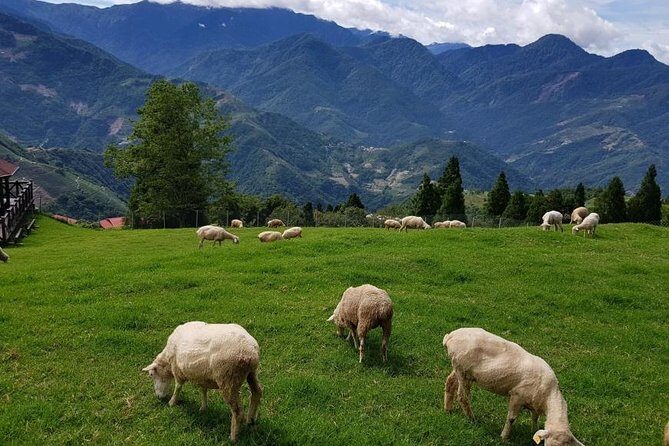 5-day Taiwan Family Fun Private Tour - Authentic Experiences and Practical Details