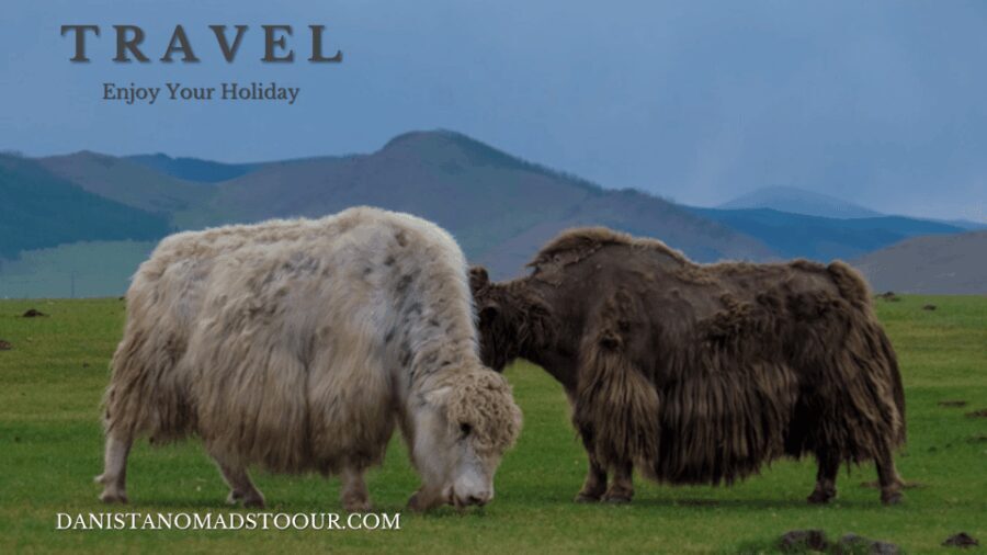 5 day /Terelj, Chinggis Khaan statue, Central Mongolia - A Detailed Look at the 5-Day Mongolia Tour