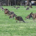 5 Days 4 Nights: Melbourne Package tour - Authentic Experiences and Practical Insights