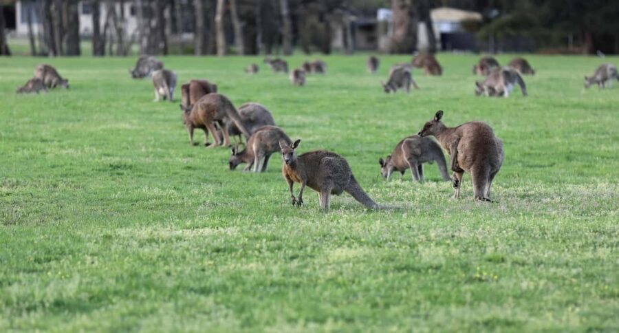 5 Days 4 Nights: Melbourne Package tour - Authentic Experiences and Practical Insights