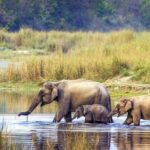5 Days Bardia National Park Tour with Palpa Overnight Stay - Practical Details and What They Mean for You