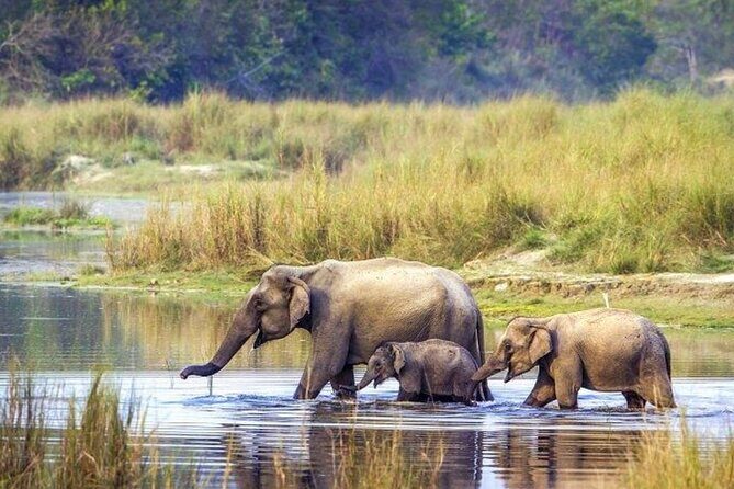 5 Days Bardia National Park Tour with Palpa Overnight Stay - Practical Details and What They Mean for You