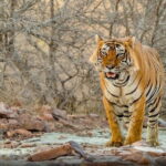 5 Days Golden Triangle Tour with Ranthambore Delhi, Agra, Jaipur - An In-Depth Look at the Experience