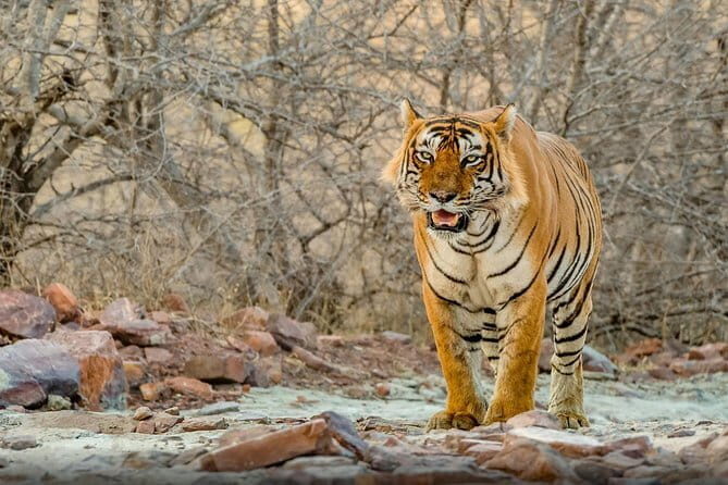 5 Days Golden Triangle Tour with Ranthambore Delhi, Agra, Jaipur - An In-Depth Look at the Experience