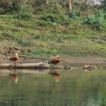 5 Days with One Tower Night Stay in Chitwan National Park - Why This Tour Offers Good Value