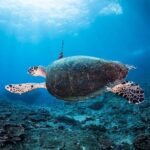5 Fun Dives in Nusa Lembongan (for certified divers) - Swim with a Mola Mola - What You Need to Know