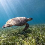 5-in-1 Cancun Snorkeling Tour with Sea Life & Transport Included - What You Get and What You Pay For