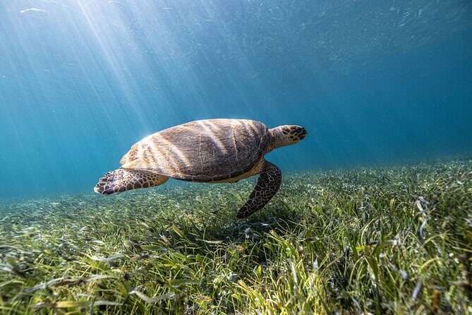 5-in-1 Cancun Snorkeling Tour with Sea Life & Transport Included - What You Get and What You Pay For