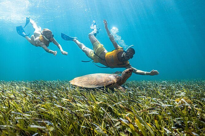 5-in-1 Cancun Snorkeling: Turtles, Reef, Musa, Shipwreck, Cenote - Final Thoughts: Who Will Love This Tour?