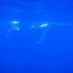 5h Respectful whale excursion complete - Detailed Breakdown of the Itinerary and What to Expect