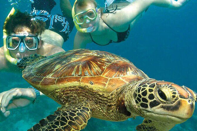 6-Day Best of Cairns Including the Great Barrier Reef, Kuranda and the Daintree Rainforest - What This Tour Means for Travelers