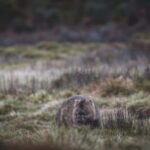 6 Day Tassie Tour Bundle: Island Icons - Analyzing the Value