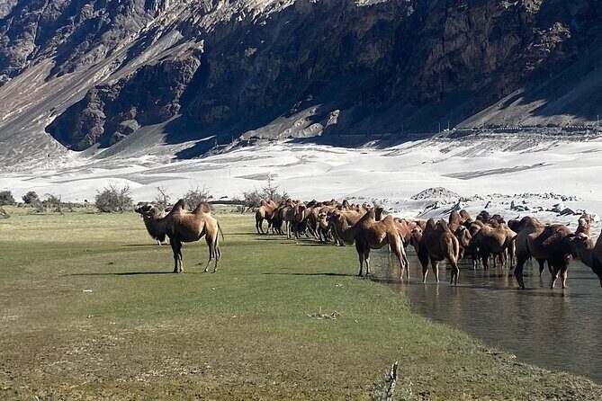 6 days Private Guided Tour of Ladakh from Delhi by flight & car - Authentic Experiences and Traveler Feedback