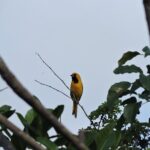 6-Hour Birdwatching Ruta de los Cenotes Playa del Carmen - Practical Tips for Your Birdwatching Trip