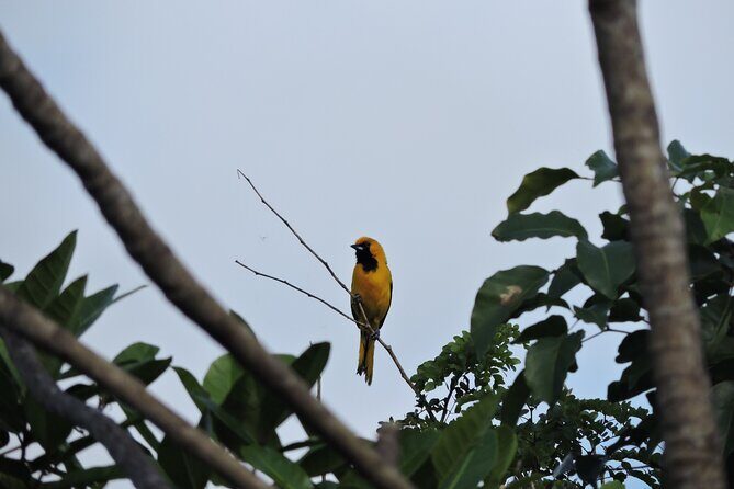 6-Hour Birdwatching Ruta de los Cenotes Playa del Carmen - Practical Tips for Your Birdwatching Trip