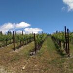 6 Hour Napa or Sonoma Wine Tour in Private Limousine - Who Should Consider This Tour