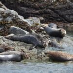 6 hour Zodiac Whale Watching Tour - The Value of the Tour