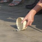 6Hr Cruise or Hotels City Tour, Divers, Baby Turtles Peace Chapel - Why This Tour Works for You