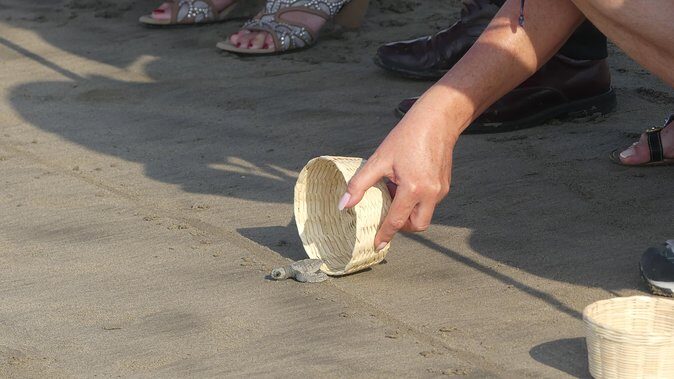 6Hr Cruise or Hotels City Tour, Divers, Baby Turtles Peace Chapel - Why This Tour Works for You
