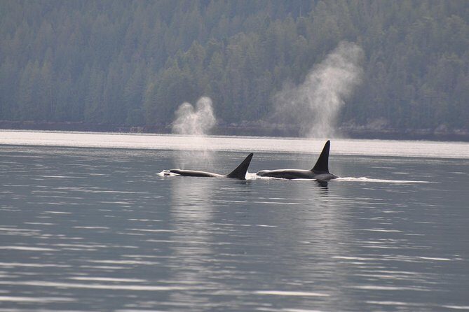 7-8 Hour Zodiac Whale Watching Tour - Final Thoughts