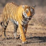 7 Day Golden Triangle with Wildlife - Taj Tigers Leopards Birds - What Travelers Say and Why It Matters