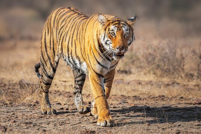 7 Day Golden Triangle with Wildlife - Taj Tigers Leopards Birds - What Travelers Say and Why It Matters