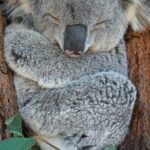 7-Day Magnificent Melbourne and Surrounds Guided Tour - Exploring the Natural Wonders: Scenic Drives and Wildlife Encounters