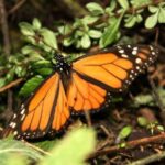 7 Day-Monarch Butterfly Ecofriendly Tour in Mexico - Who Will Love This Tour?