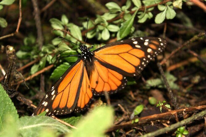 7 Day-Monarch Butterfly Ecofriendly Tour in Mexico - Who Will Love This Tour?