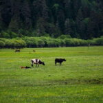 7-Day Yunnan Culture & Nature Tour - Natural Wonders and Scenic Highlights