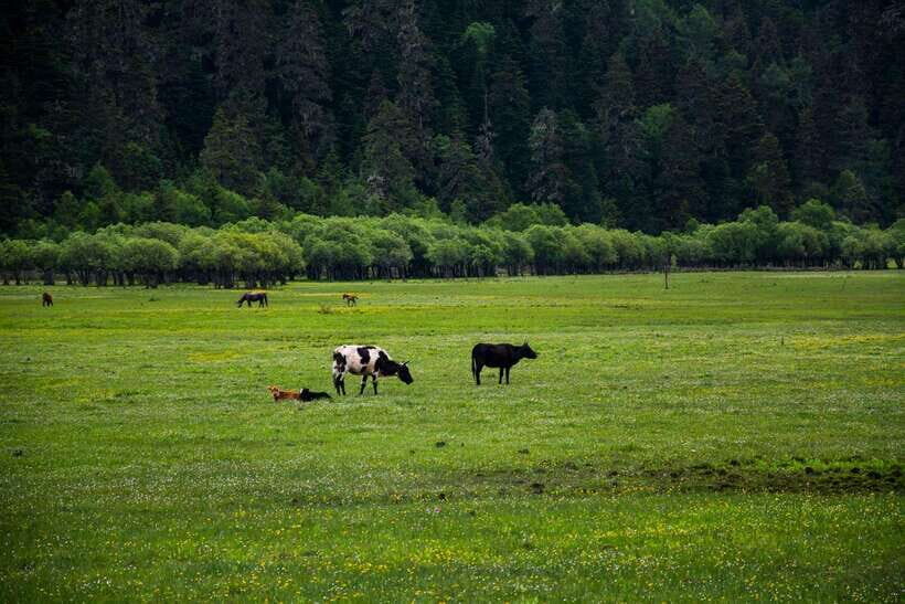 7-Day Yunnan Culture & Nature Tour - Natural Wonders and Scenic Highlights