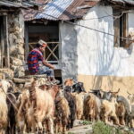 7 Days Dharamsala - Dalai Lama home Trek - An In-Depth Look at the 7-Day Dharamsala Trek