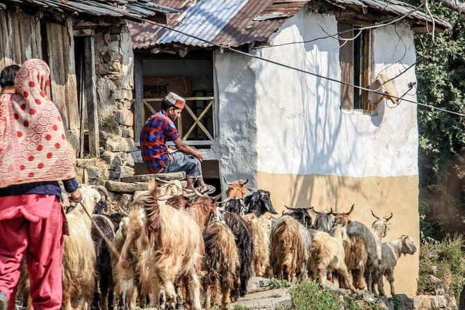 7 Days Dharamsala - Dalai Lama home Trek - An In-Depth Look at the 7-Day Dharamsala Trek