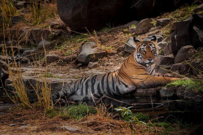 7 Days Golden Triangle Tour with Ranthambore: Delhi Agra Jaipur - Frequently Asked Questions