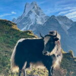 7 Days Mardi Himal Trek - Day 2: From Kande to Forest Camp (2550m)