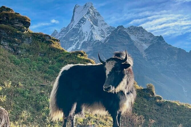 7 Days Mardi Himal Trek - Day 2: From Kande to Forest Camp (2550m)