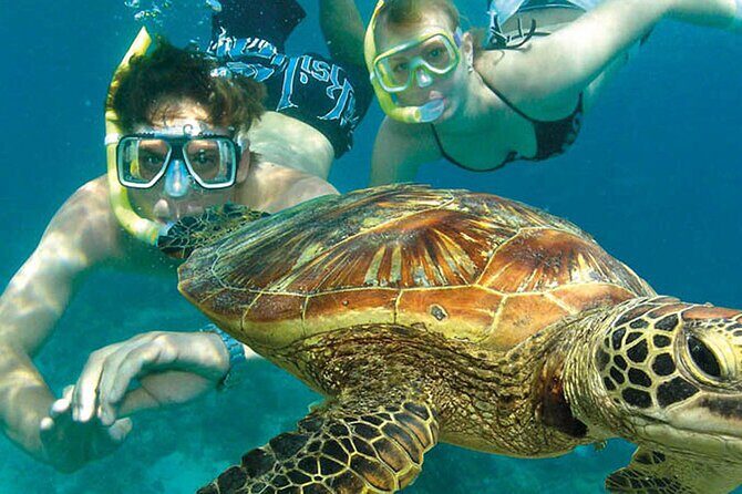 8-Day Cairns Tour: Great Barrier Reef, Kuranda, Daintree Rainforest - What Are the Main Highlights?