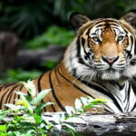 8 Day Delhi Agra Ranthambore Udaipur Jaipur Delhi Tour. - Authentic Experiences and Practical Tips
