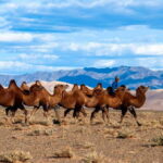 8 DAY GOBI AND CENTRAL MONGOLIA - What Makes This Tour Value-Added?