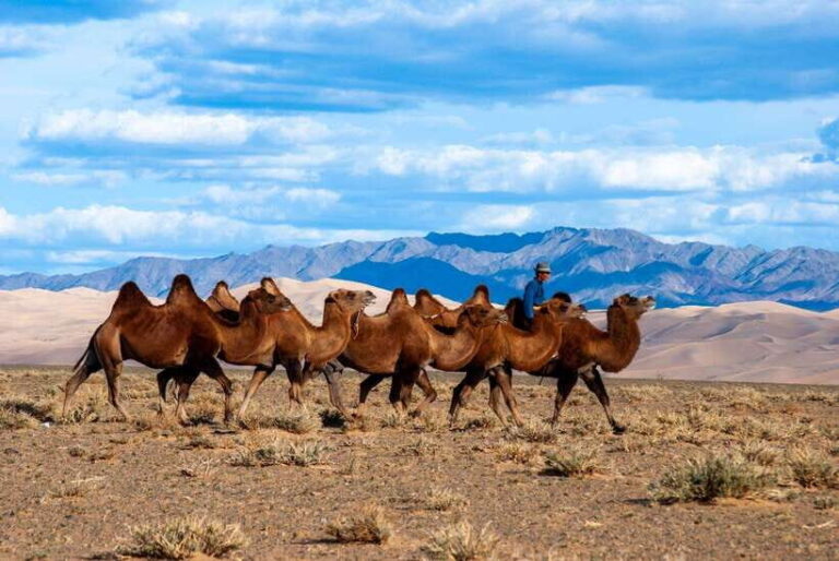 8 DAY GOBI AND CENTRAL MONGOLIA - What Makes This Tour Value-Added?