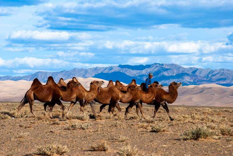 8 DAY GOBI AND CENTRAL MONGOLIA - What Makes This Tour Value-Added?