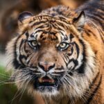 8 Day Golden Triangle Tour with Ranthambore {Taj , Tigers & More} - Final Thoughts