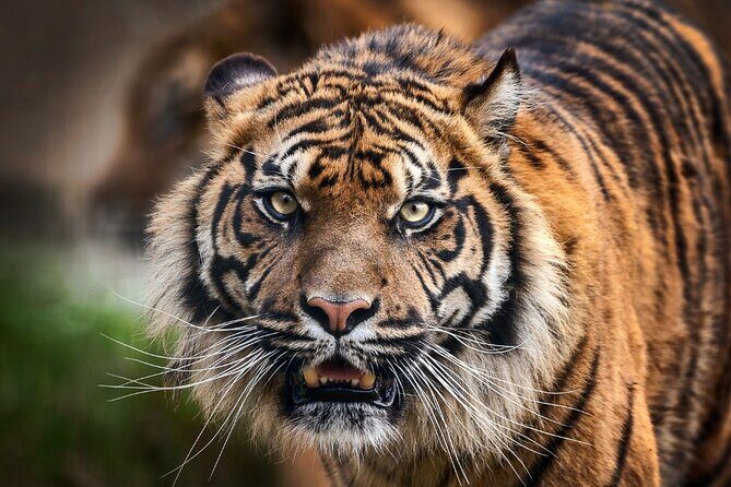 8 Day Golden Triangle Tour with Ranthambore {Taj , Tigers & More} - Final Thoughts