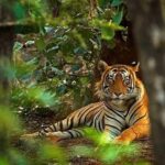 8 Days Delhi Agra Ranthambore Udaipur Jaipur Delhi Private Tour - What This Tour Means for You